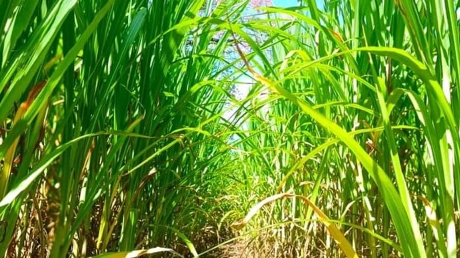 Cultivar de capim-elefante é opção de forragem durante seca – Cotrijuc